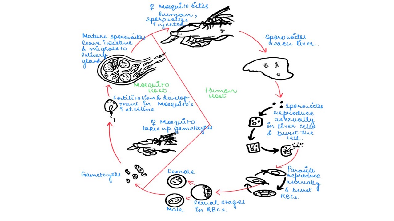 Class-12- Biology- Human Health and Diseases- Malaria 🦟 and Life cycle ...