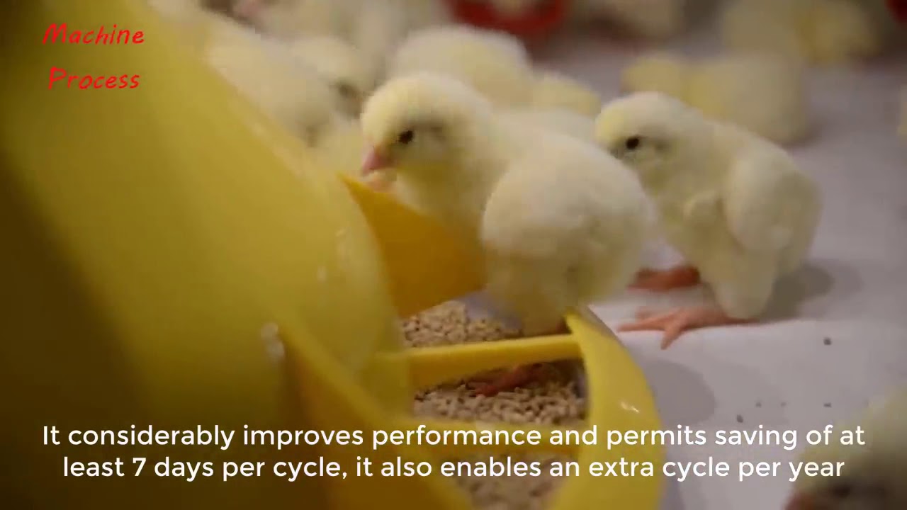 Amazing Modern Chicken Harvest Automatic Machines Process, This Tools ...