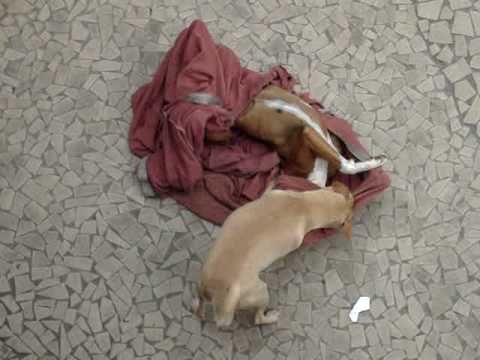 Jaílson e Mina brincando no quintal 2