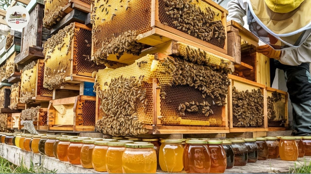 How Biggest Bee Farms Raise Billions Bees And Process Millions Tons Of ...
