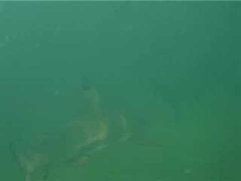Sharks Underwater in Eagle Point Anilao, Batangas - YouTube
