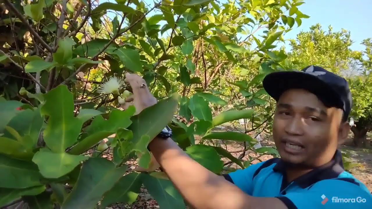 Panduan Membalut Jambu Air Loceng Jambu Madu Merah - YouTube