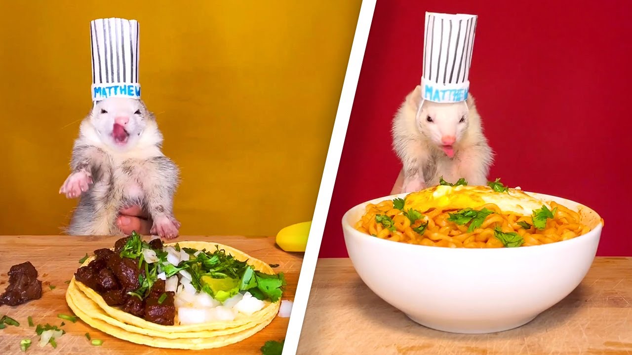 Pet Ferrets Act Like Chefs!🍴🍳 - YouTube
