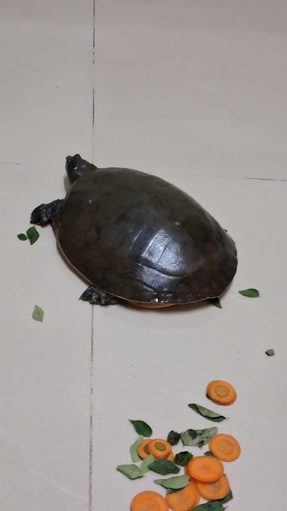 Family is incomplete without a turtle 🐢 - YouTube