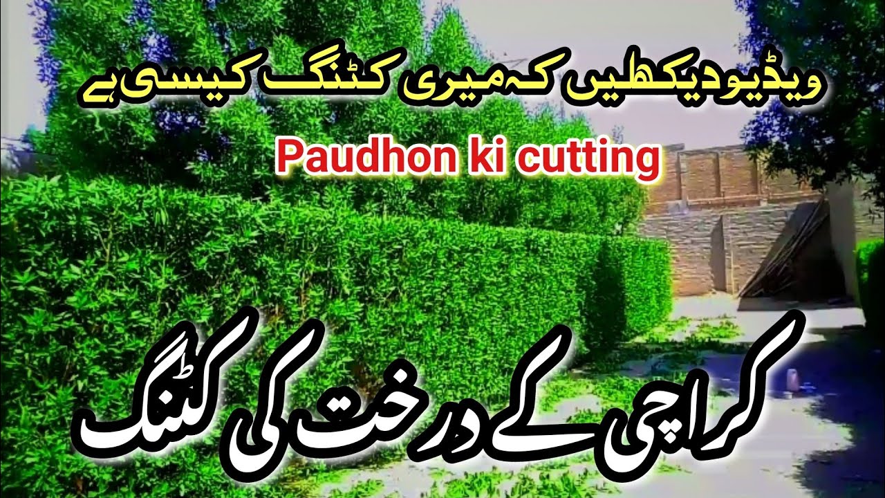 baar ki paudhon ki cutting #baar #cuttingskills #cuttingfruit - YouTube