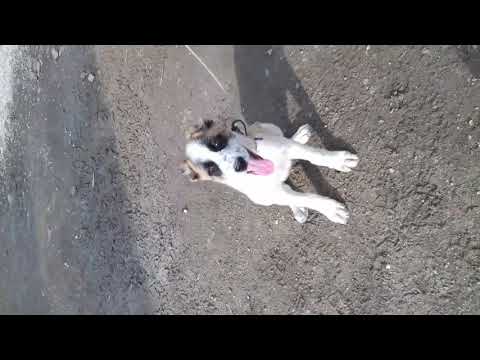 Göyerçinlere cumur . Başın bağlayıb. cezalandırıram ..  😑