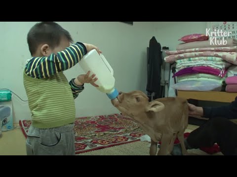 Bebek Annesinin Terk Ettiği Bir Buzağı Kardeş Olmaya Karar Verdi | Kritter Klub