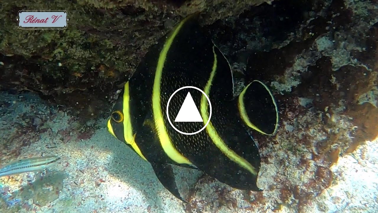 Transformation du poisson ange Français Pomacanthus paru du stade ...