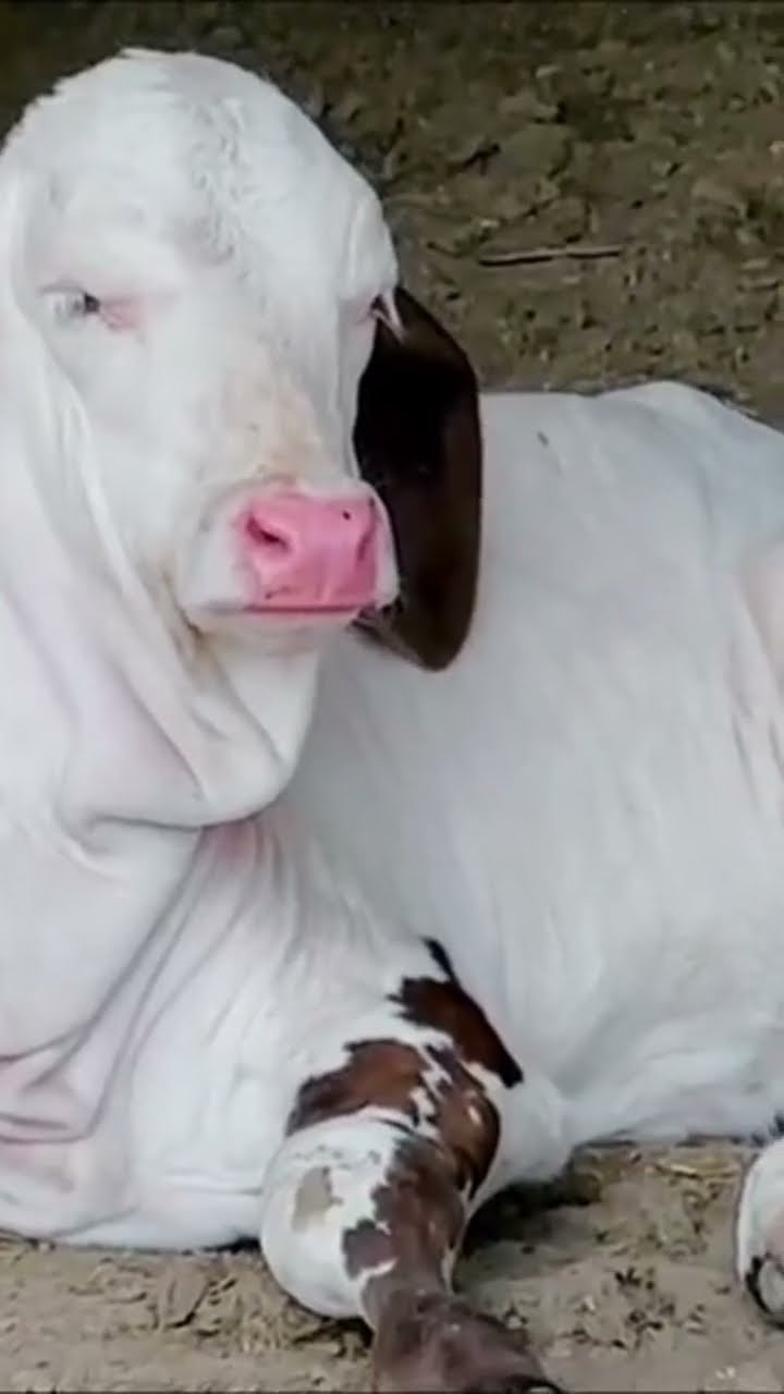 1 Million Views required for this beautiful Ghulabi , Ablagh Calf #cow ...