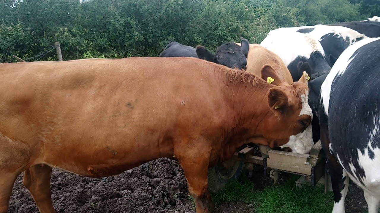 Beef heifers. Calf rearing - YouTube