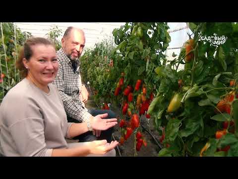 ЛУЧШИЕ СОРТА ТОМАТОВ 2021 года. Новинки сортов помидор и томаты проверенные временем!
