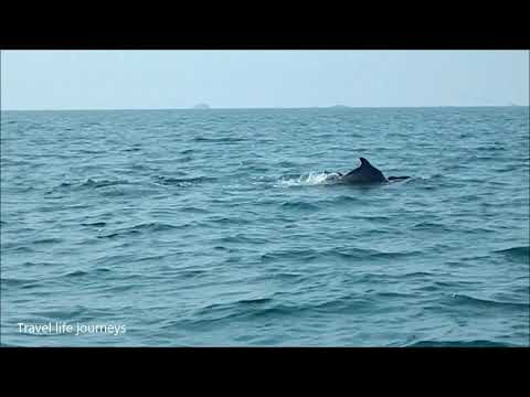 Dolphins at Devbagh ,Tarkarli,Malvan,Konkan - YouTube