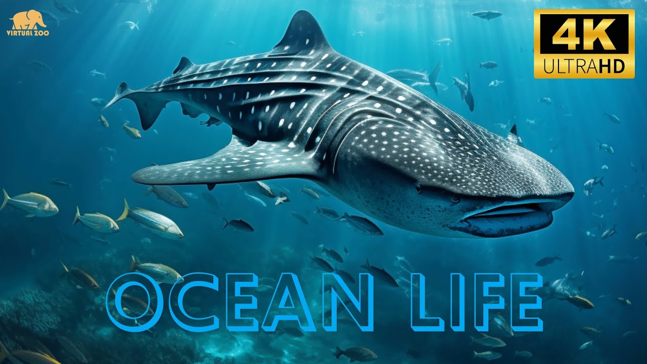 Incredible Colorful Ocean Life 4K - Underwater Wonders Marine Life With ...