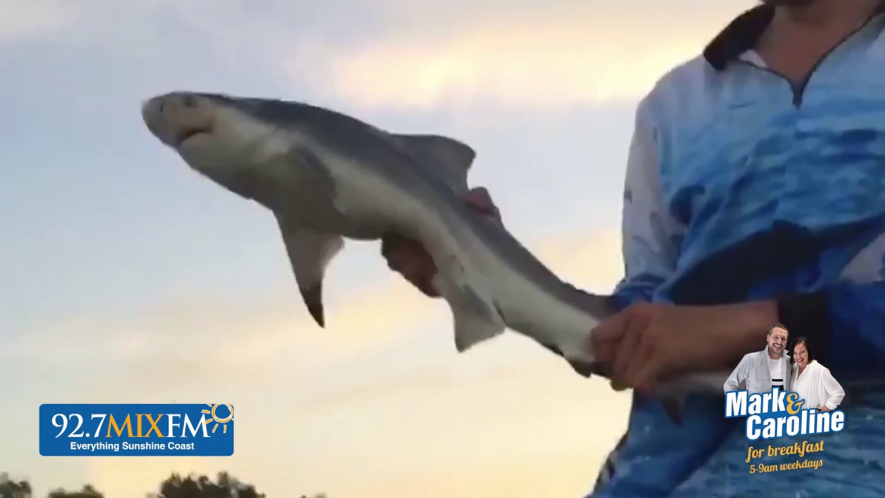 7 Bull Sharks caught on the Sunshine Coast….. You’ll never guess where ...