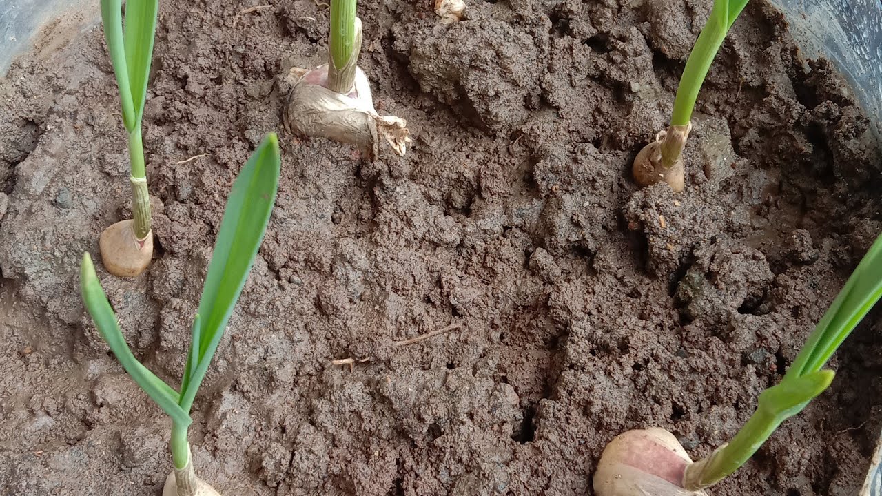 bawang putih media tanam tanah liat atau tanah lempung caranya mudah ...