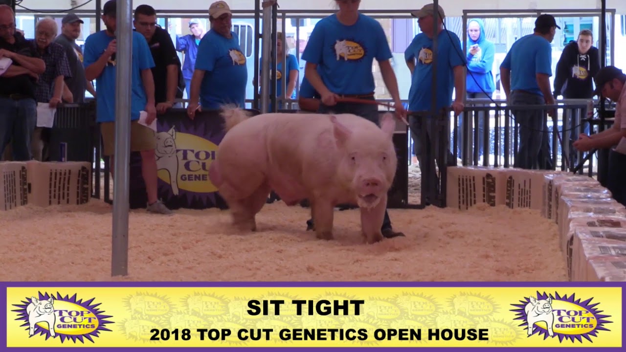 Top Cut Genetics | Sit Tight York Boar | 2018 - YouTube