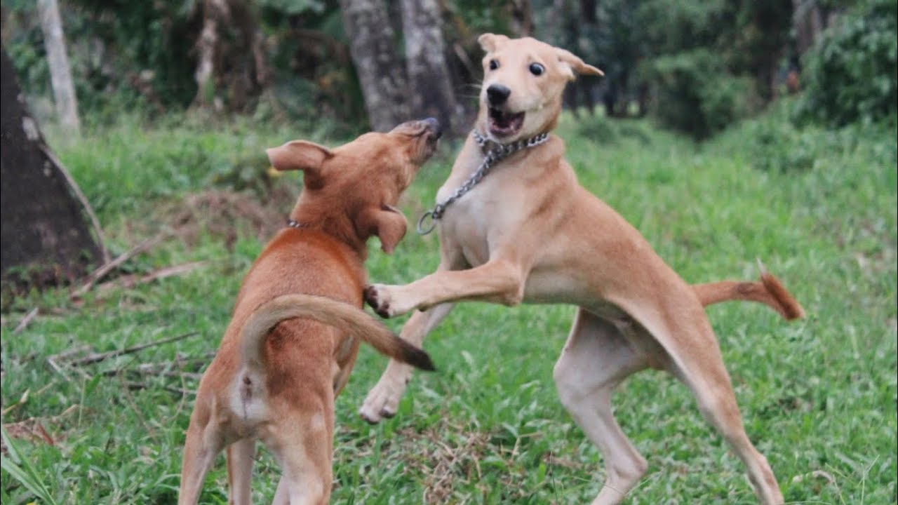 Watch These Dogs Devouring Treats - Food Heaven🥰 - YouTube