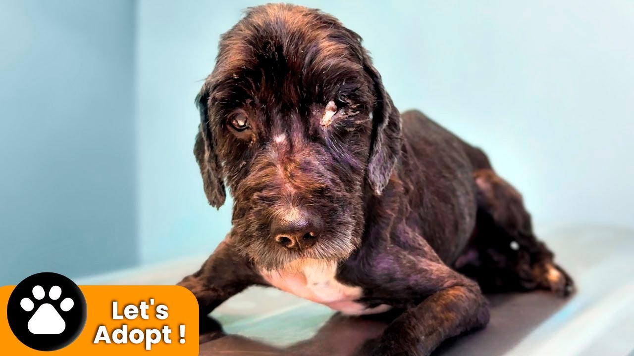 A lady found him lying in the street with a shattered eye! - YouTube