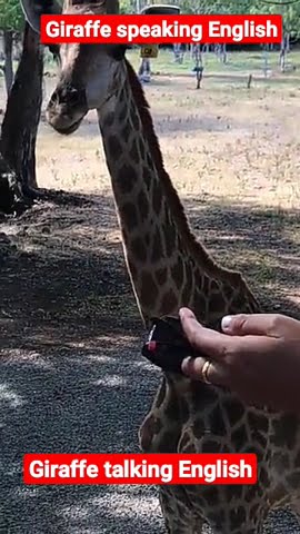 giraffe speaking English// giraffe talking to English - YouTube