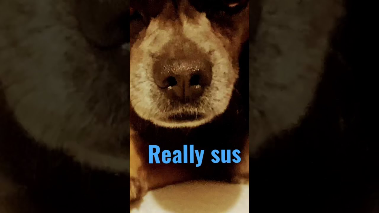 Among us sus song 🎵 - YouTube