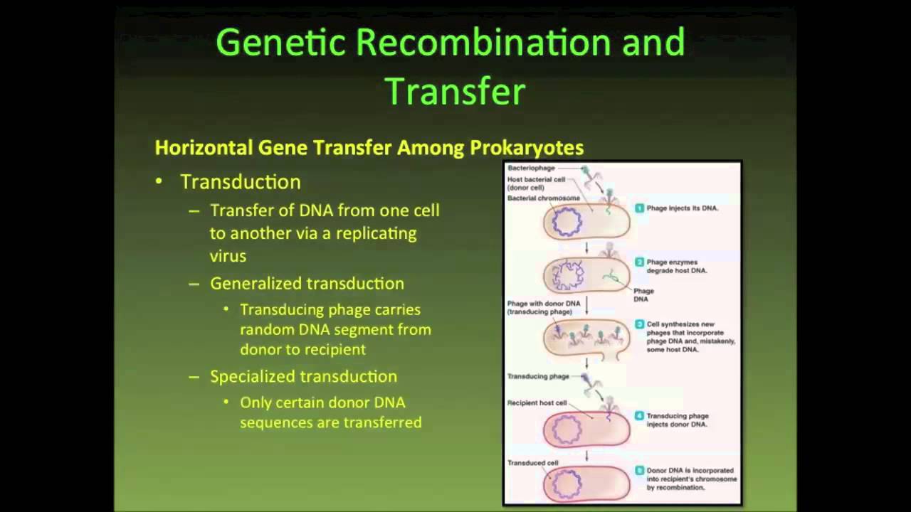Bacterial Genetic Recombination