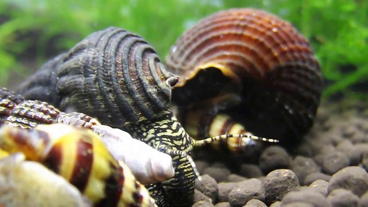Golden Spotted Rabbit Snail 1080P HD keyfiyle izleyin #goldensnail # ...
