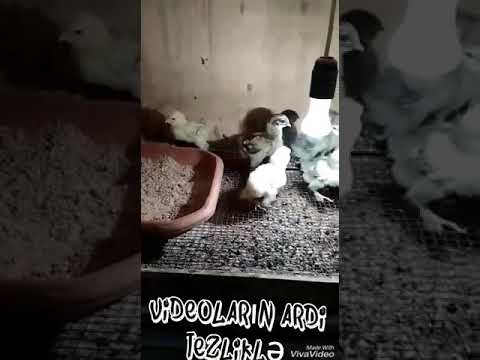 Brama cücələrinin yetişdirilməsi.(Əkrəm dayı 051 768 15 90)
