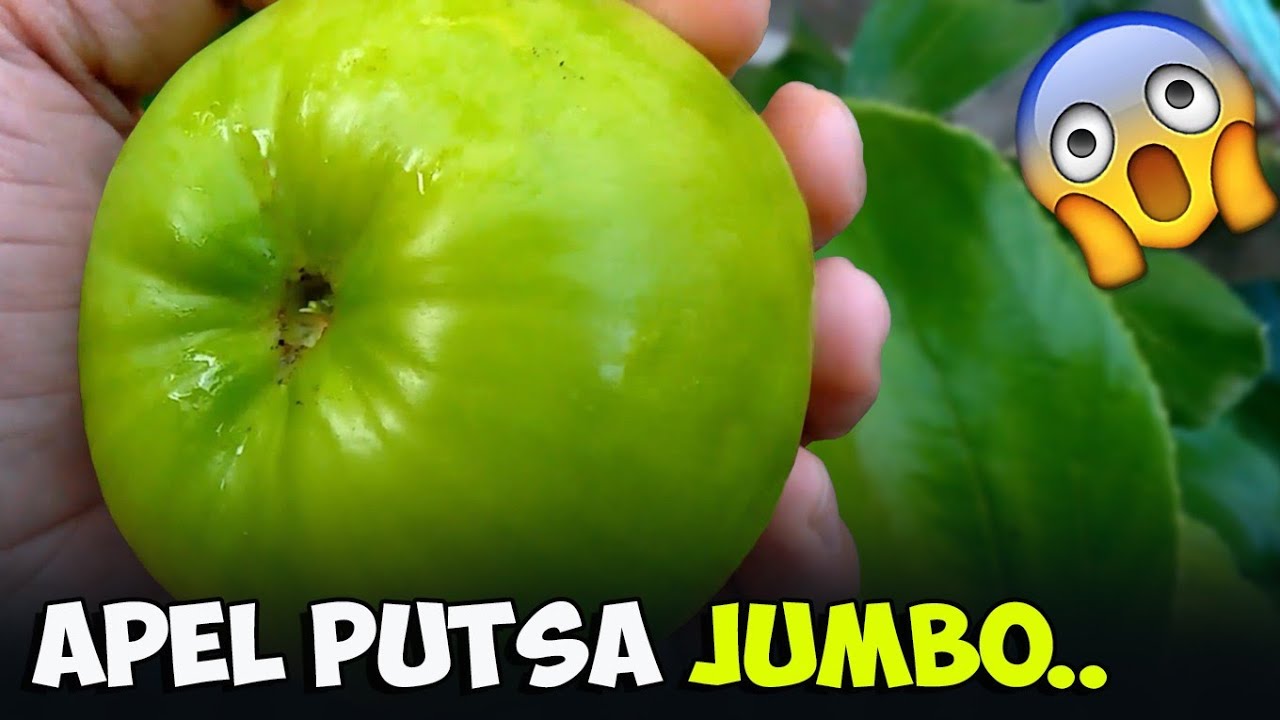 Emang Boleh Sejumbo ini? - Panen Apel Putsa Jumbo di Halaman Rumah ...