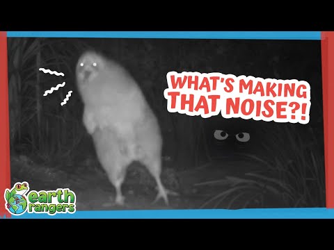 Some Strange Animal Is Screaming In The Dark! | Earth Rangers
