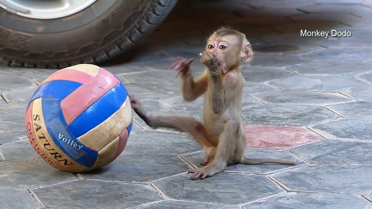 Baby Monkey Dodo Very Happy To Play Ball - YouTube