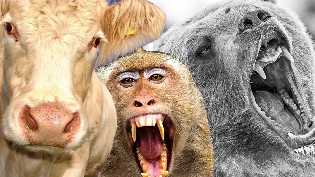 What Animals Can Humans Beat In A Fight? - YouTube