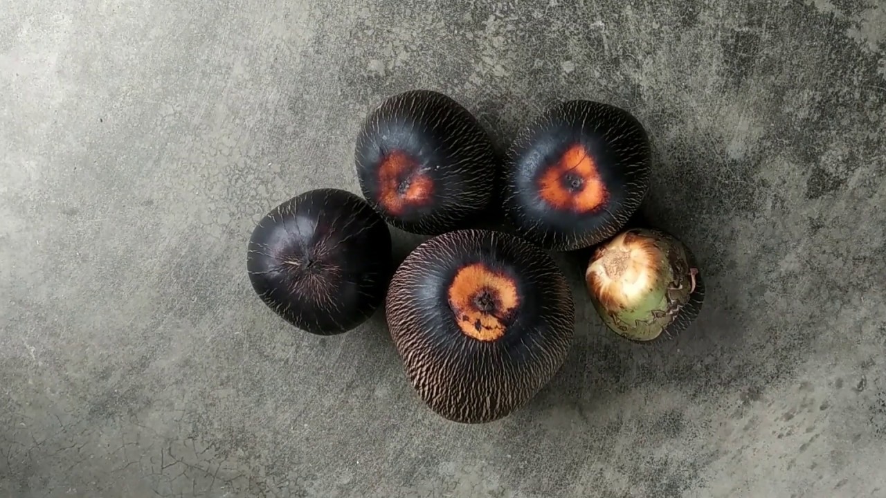 பனம்பழம் சுட்டு சாப்பிடுவது எப்படி? | Palm Fruit | Panam Pazham - YouTube