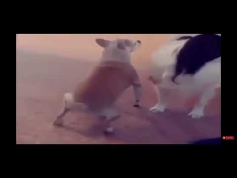 Dog twerking to peepeepoopoo song for 1 hour - YouTube