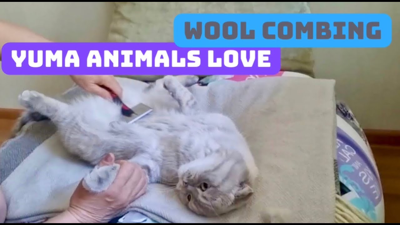 My cat loves to be scratched. Wool combing. Positive mood. Animals ...