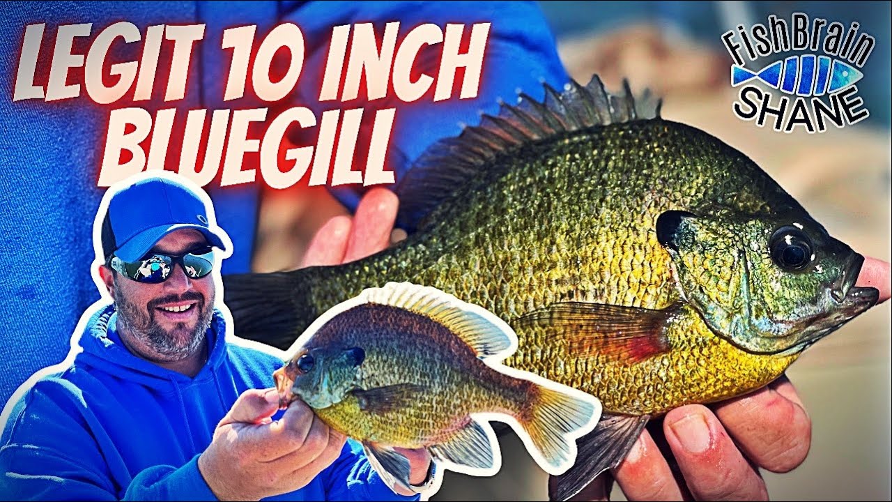 😳GIANT 10 Inch Bluegill (🎣 Monster Gills) - YouTube
