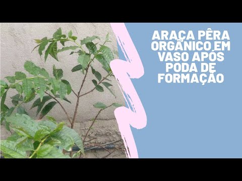 Araça Pêra orgânico em vaso após poda de formação 4k - YouTube