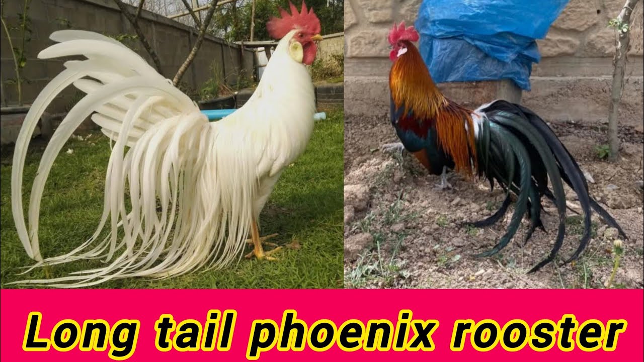 phoenix chicken 🥰 | long tail phoenix chicken | phoenix rooster 🐓 - YouTube