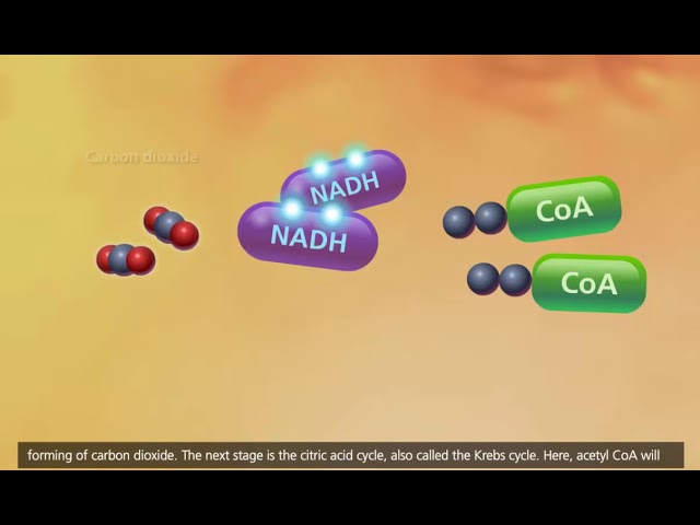 Cellular Respiration Animation