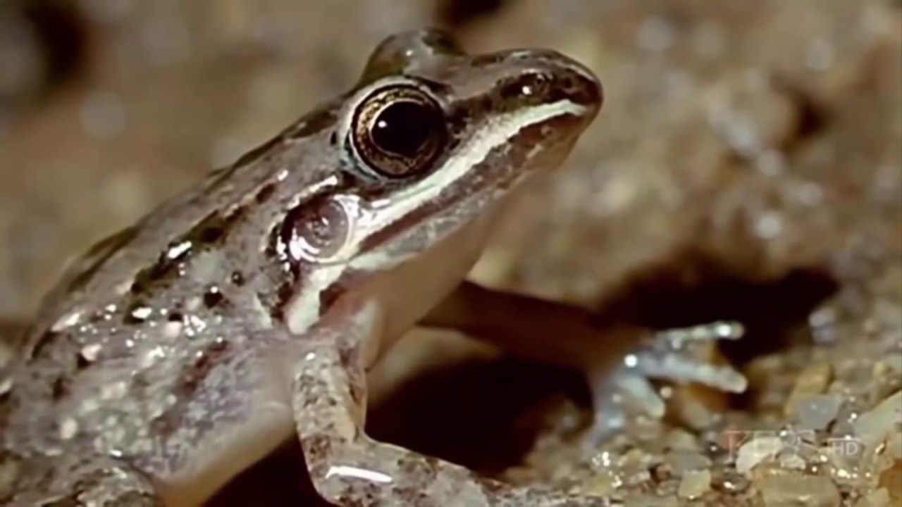 Documentaries discovery channel animals Snakes and the Surprise Secrets ...