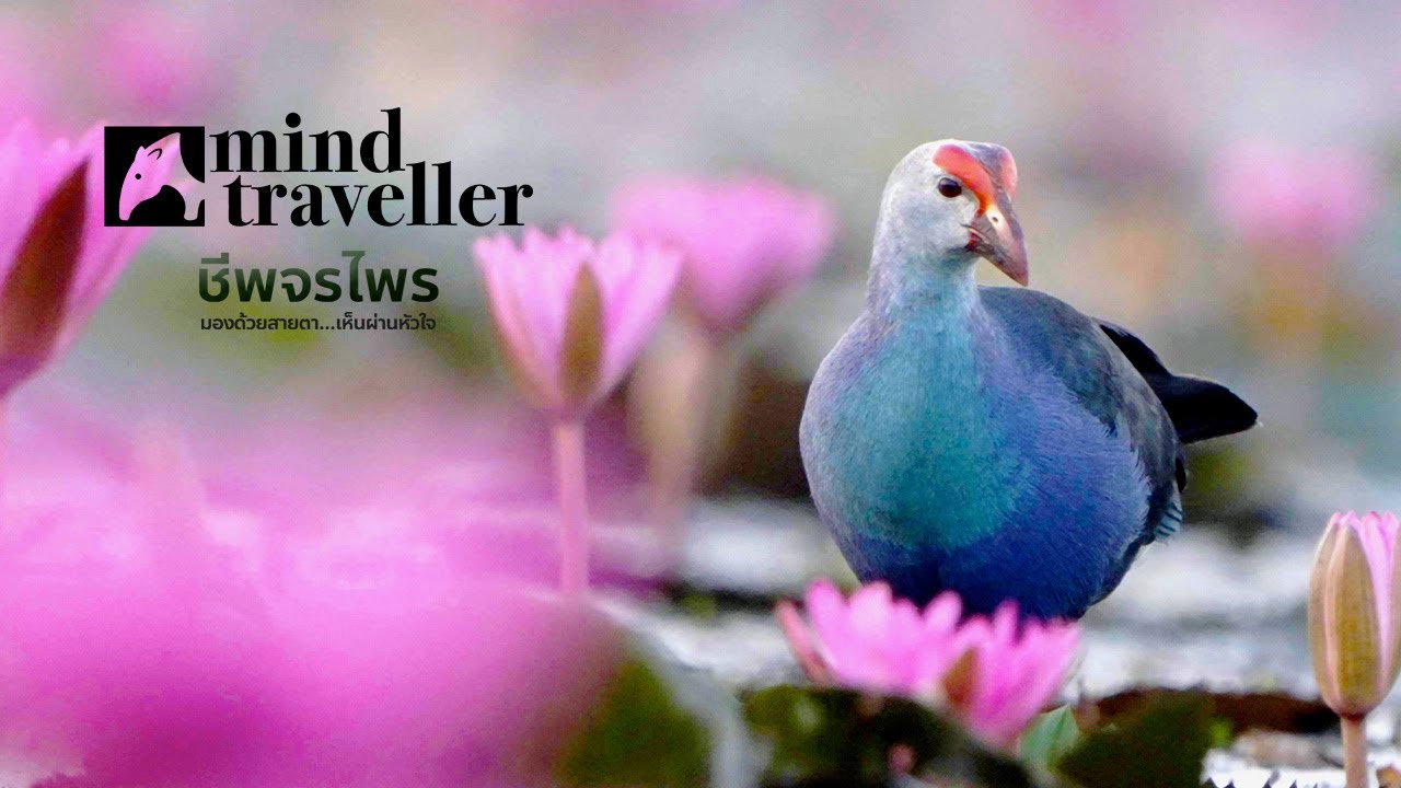 มองผ่านหัวใจ | เพลงประกอบสารคดี Mind Traveller ชีพจรไพร - YouTube