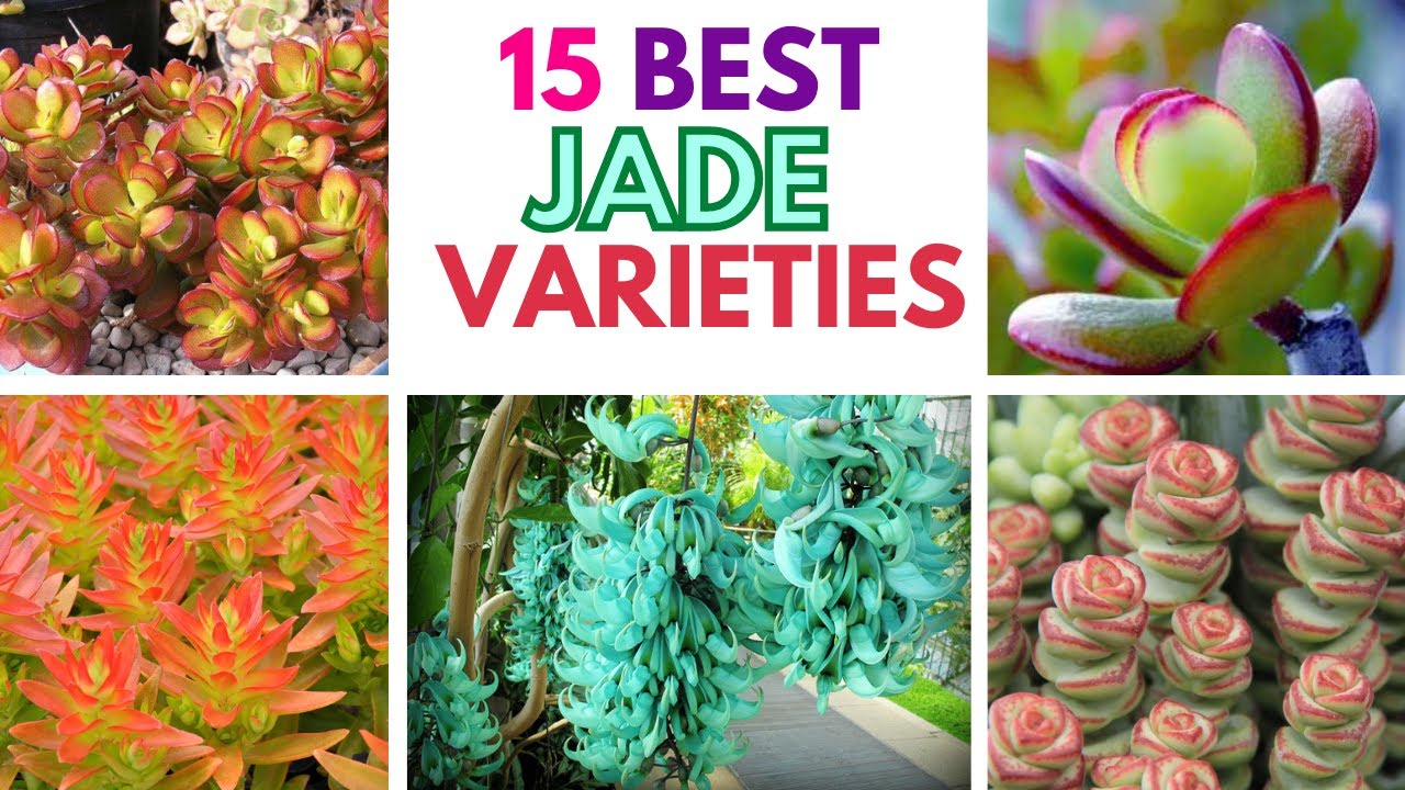 15 best Jade Varieties | Types of Jade plants that you can grow - YouTube