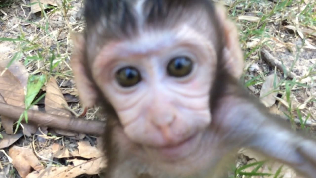 Funny Babies Monkeys - Cute Baby Monkey Playing With Friends So Funny ...