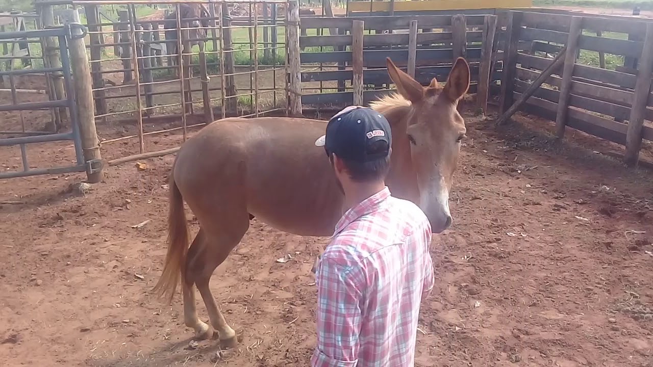 Pirilampo domando burro ruano - YouTube