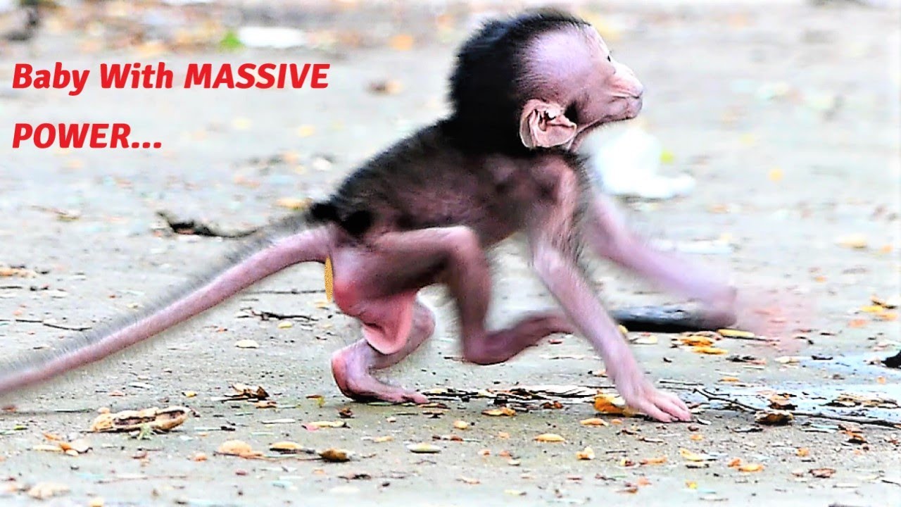 Tiny Baby Monkey With Massive Power, Baby Bean Expresses Strengths And ...