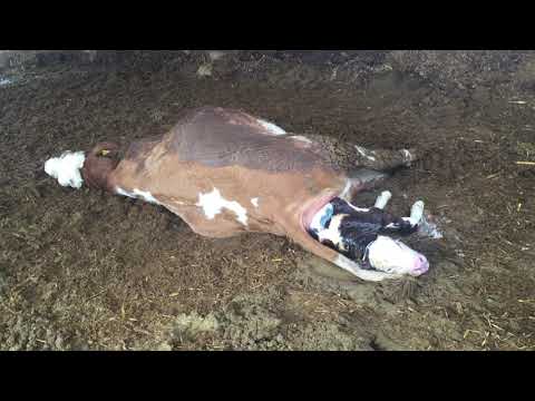 Simental inek doğum #simental #cow #çiftlik/Kanalıma abone olur musunuz.👇👇👇