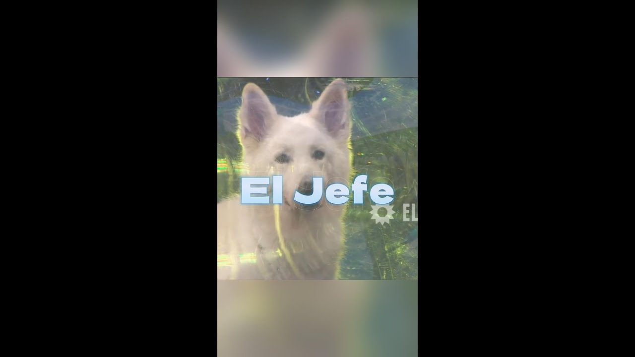El Jefe - YouTube