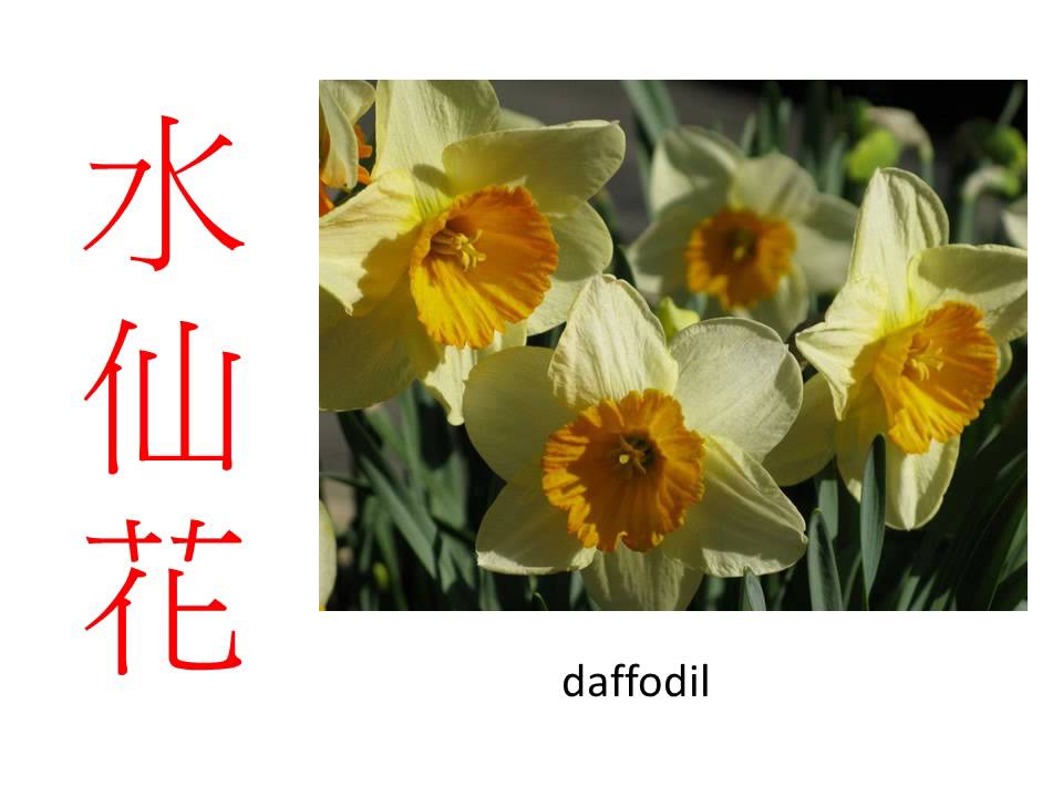 Flowers - Vocabulary flashcards in Chinese - YouTube