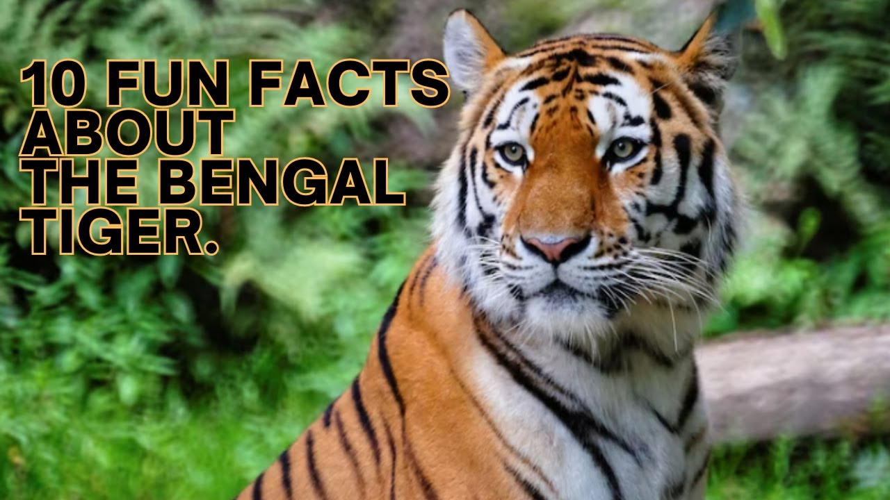 10 fun facts about the Bengal tiger - YouTube