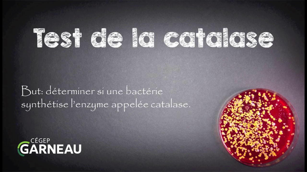 Test de la catalase - YouTube