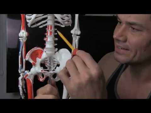 BEL FITIGI, Bel kaslarini guclendirmek